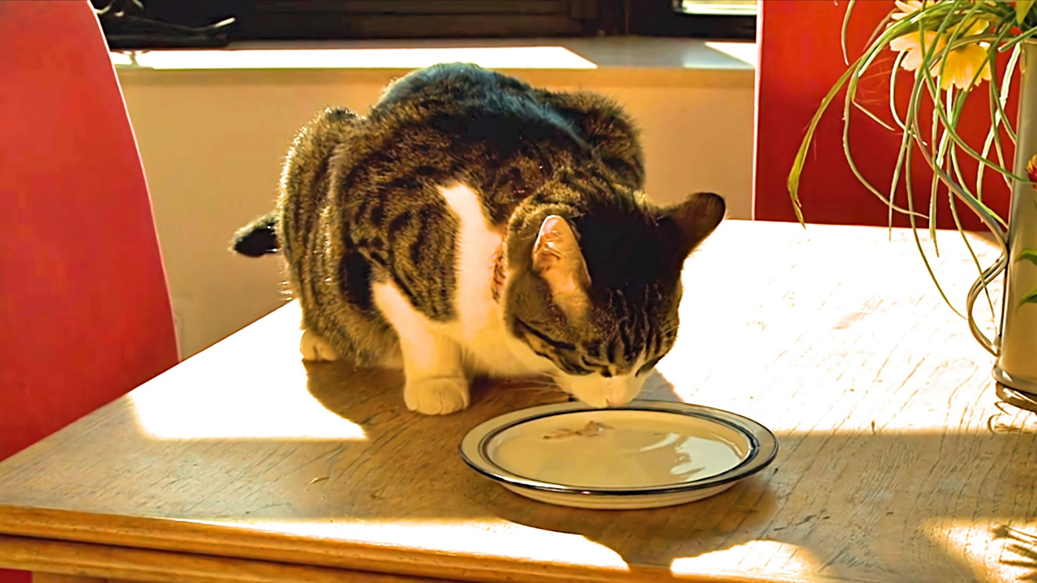 A Talking Cat!?! (2013) Review with RiffTrax - Cinematic Diversions
