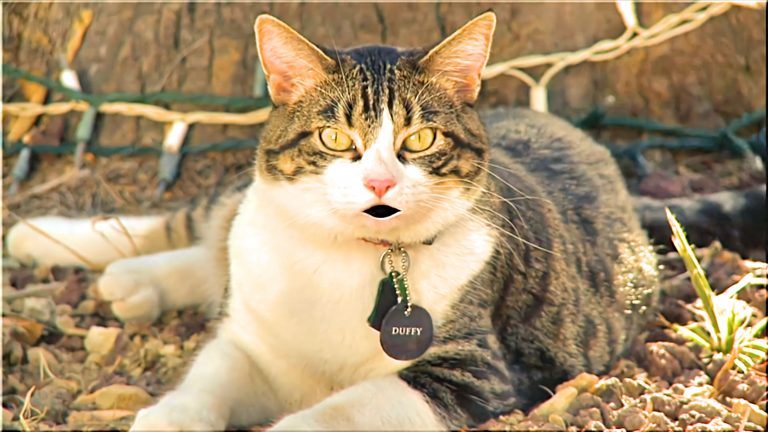 A Talking Cat!?! (2013) Review with RiffTrax - Cinematic Diversions