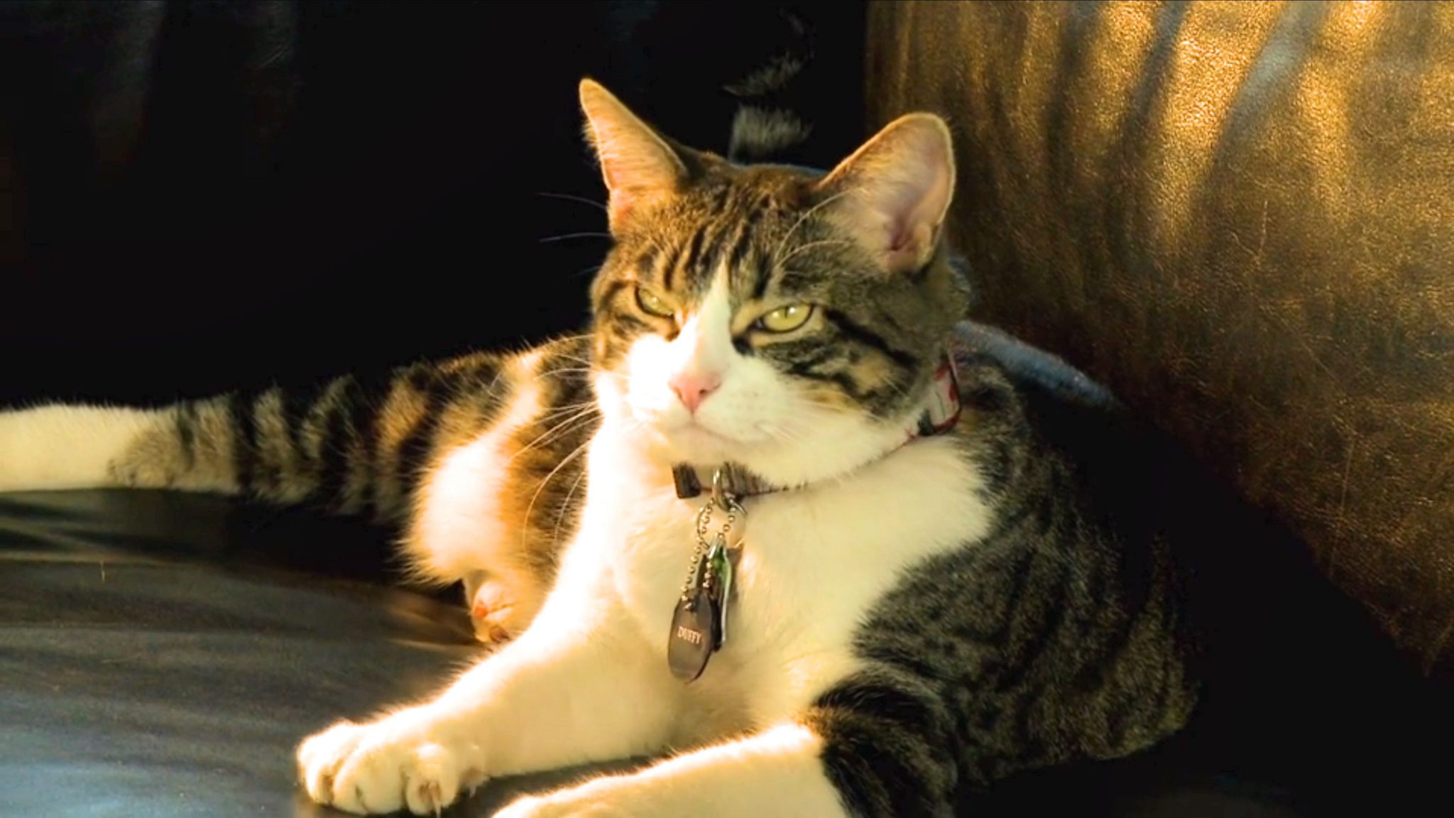 A Talking Cat!?! (2013) Review with RiffTrax - Cinematic Diversions