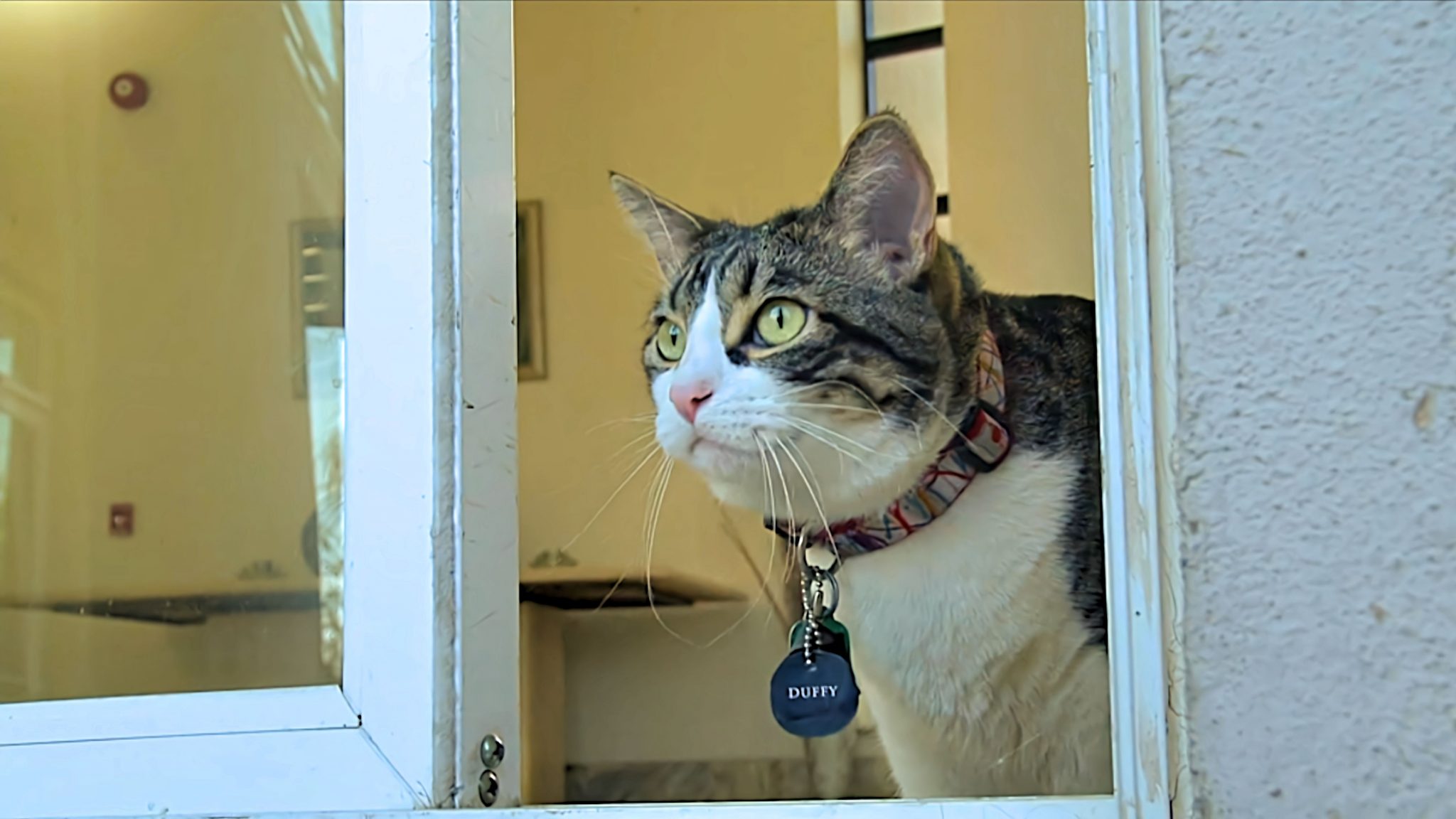 A Talking Cat!?! (2013) Review with RiffTrax - Cinematic Diversions
